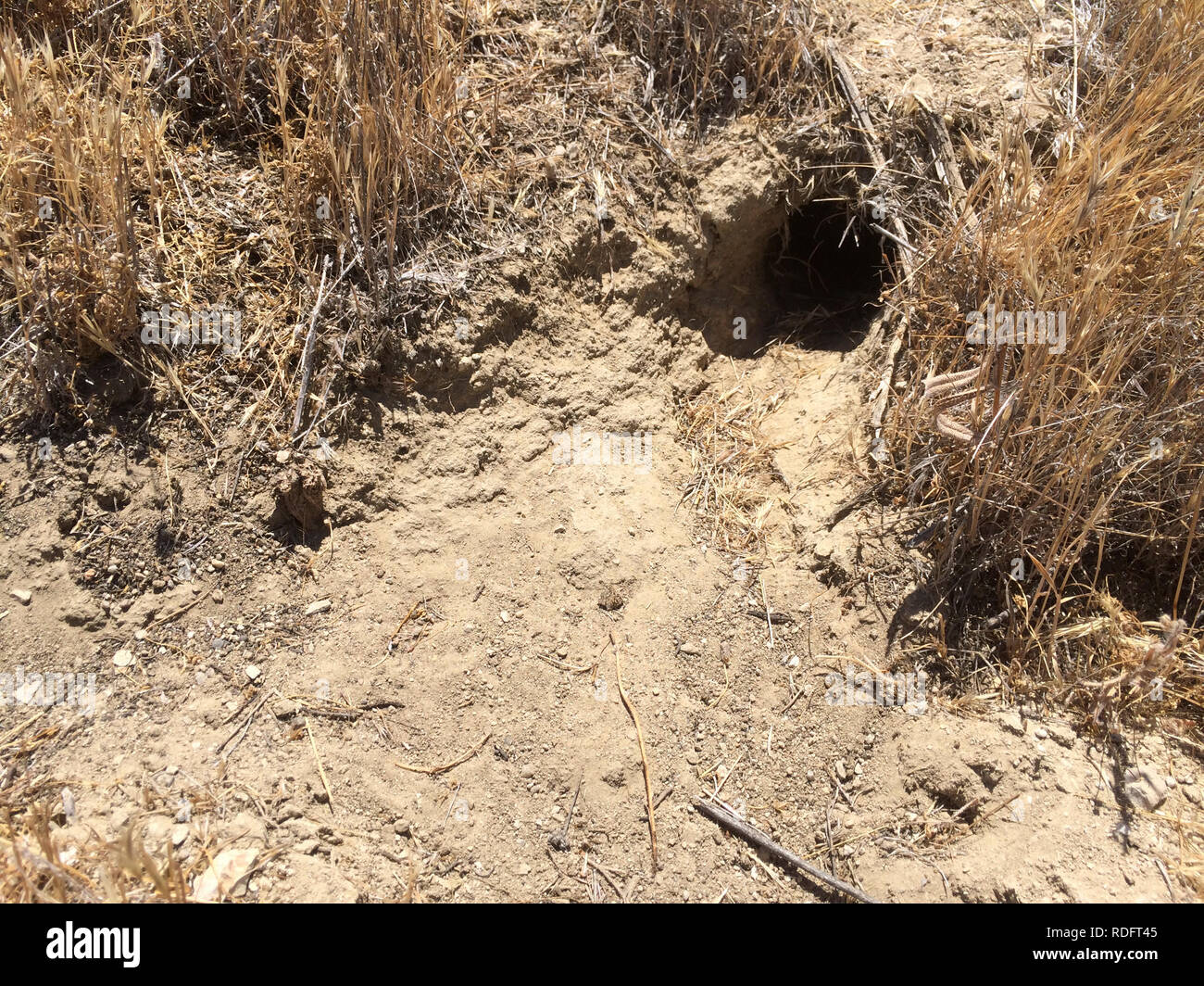 Giant kangaroo rat (Dipodomys ingens) borrow holes on the dry Carrizo ...