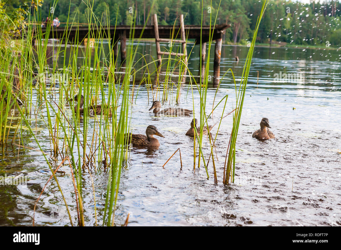 Group of young brown ducks, ducklings swimming together between the ...