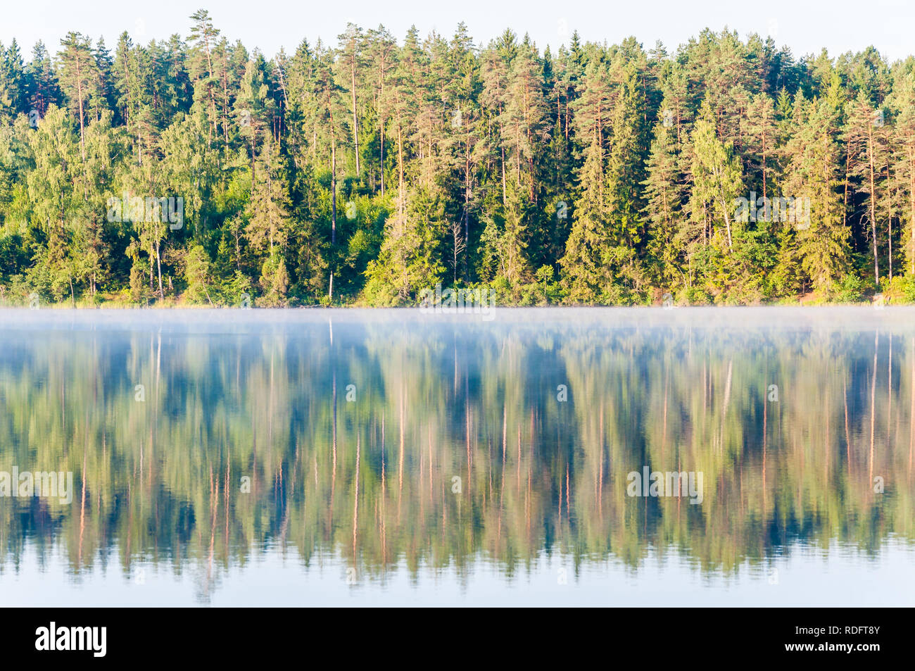 Amazing evergreen pine and spruce conifer and birch also trees forest ...