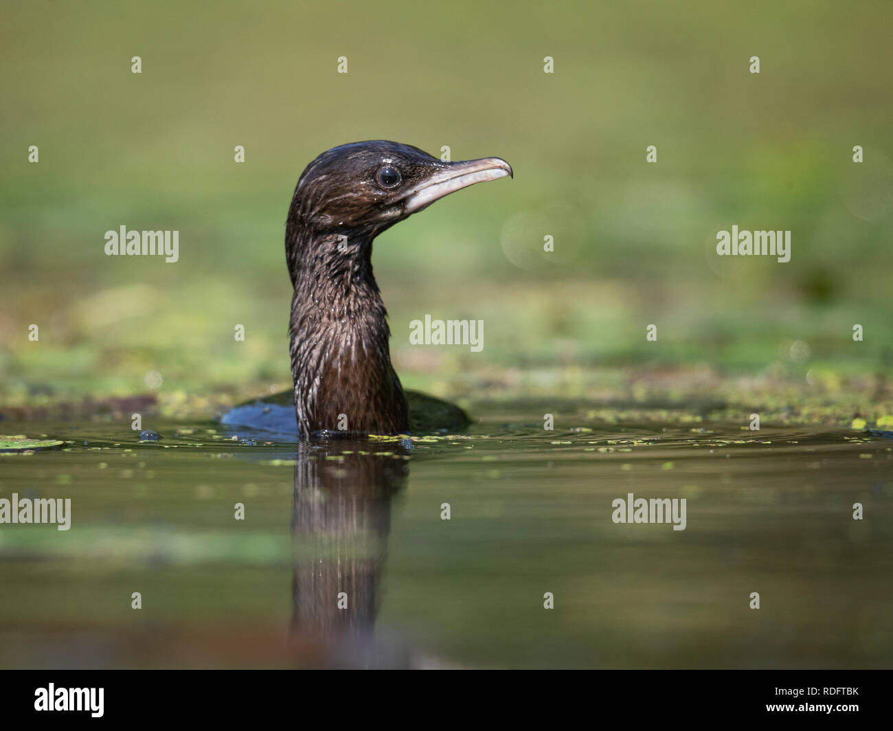 Pygmy cormorant Microcarbo pygmaeus Stock Photo - Alamy