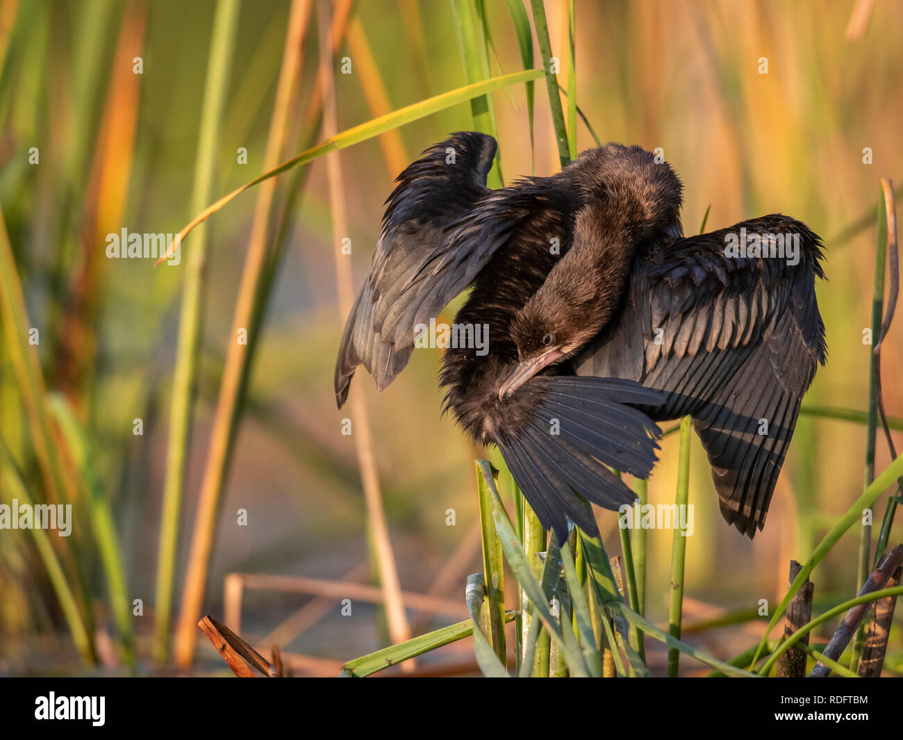 Pygmy cormorant Microcarbo pygmaeus Stock Photo - Alamy