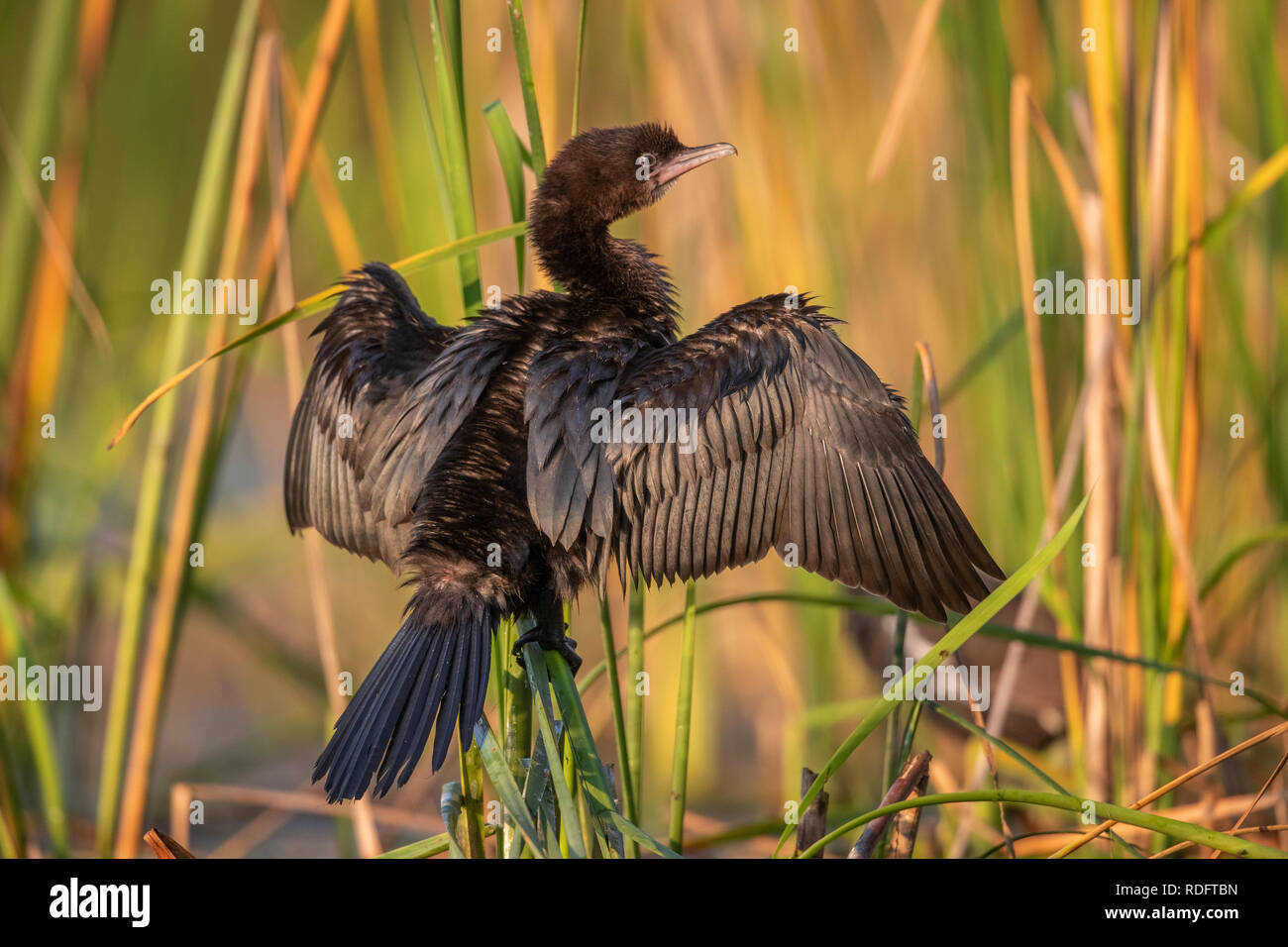 Pygmy cormorant Microcarbo pygmaeus Stock Photo - Alamy