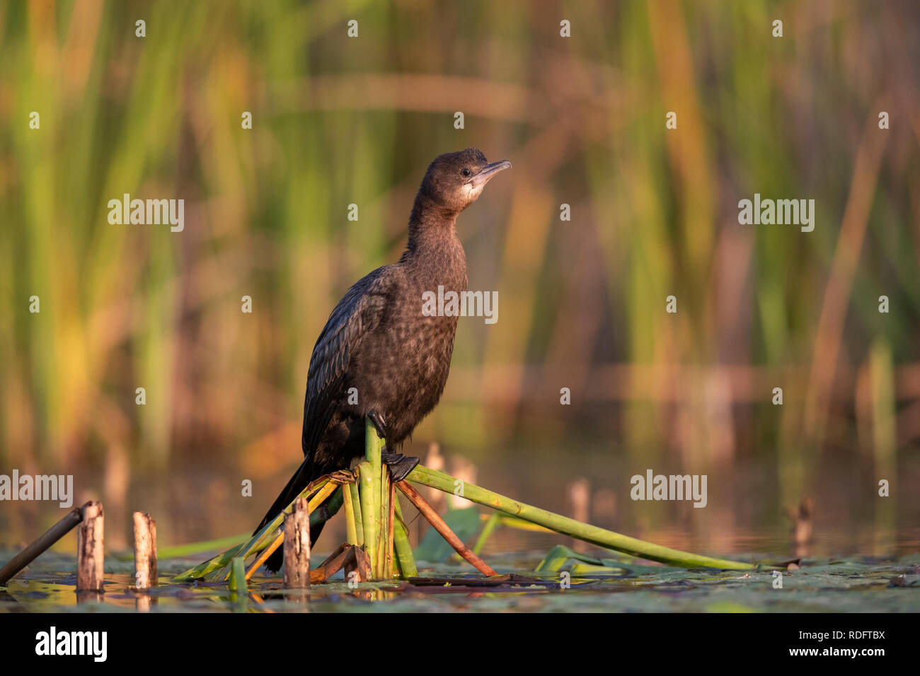 Pygmy cormorant Microcarbo pygmaeus Stock Photo - Alamy