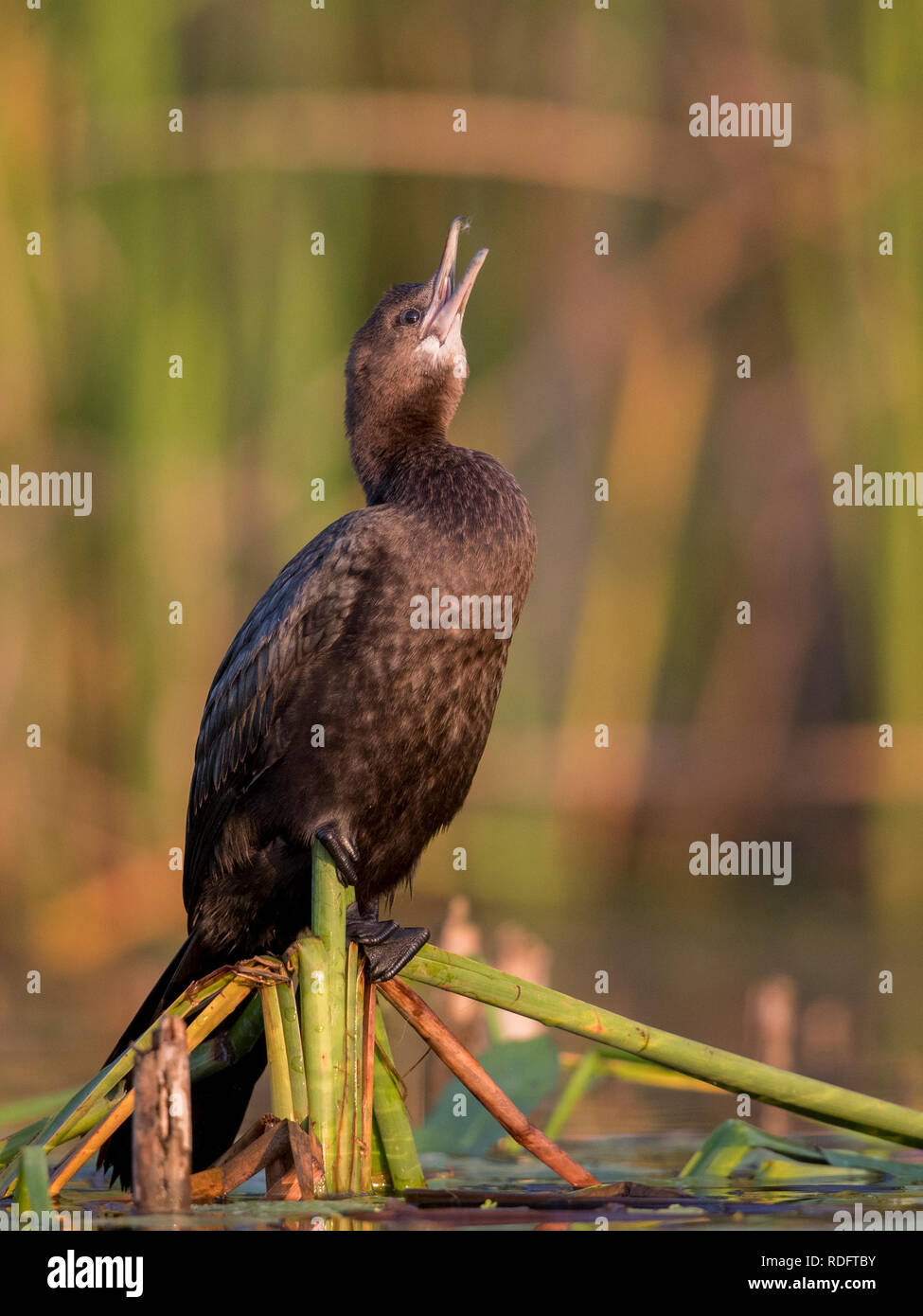 Pygmy cormorant Microcarbo pygmaeus Stock Photo - Alamy