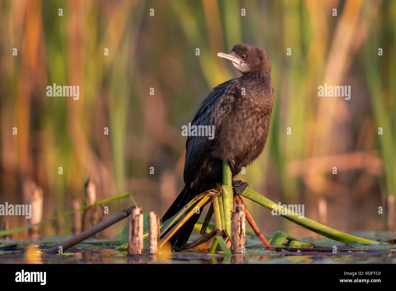 Pygmy cormorant Microcarbo pygmaeus Stock Photo - Alamy