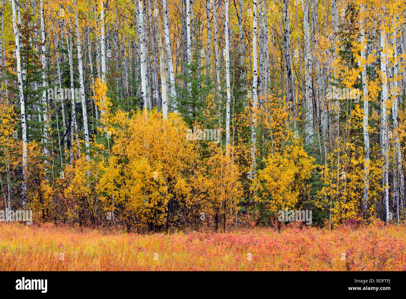Aspen trees in autumn foliage at the edge of Highway 35, Paddle Prairie ...