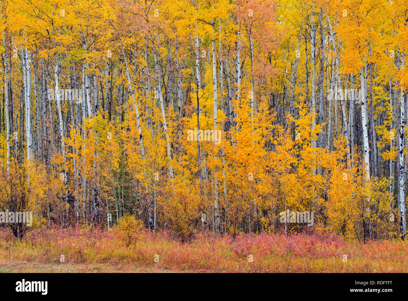 Aspen trees in autumn foliage at the edge of Highway 35, Paddle Prairie ...
