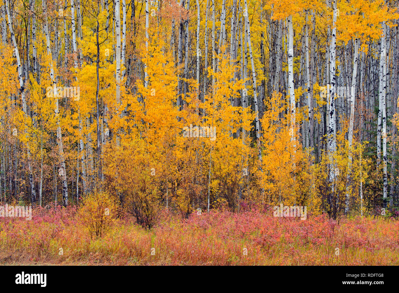 Prairie Fall Colours High Resolution Stock Photography and Images - Alamy