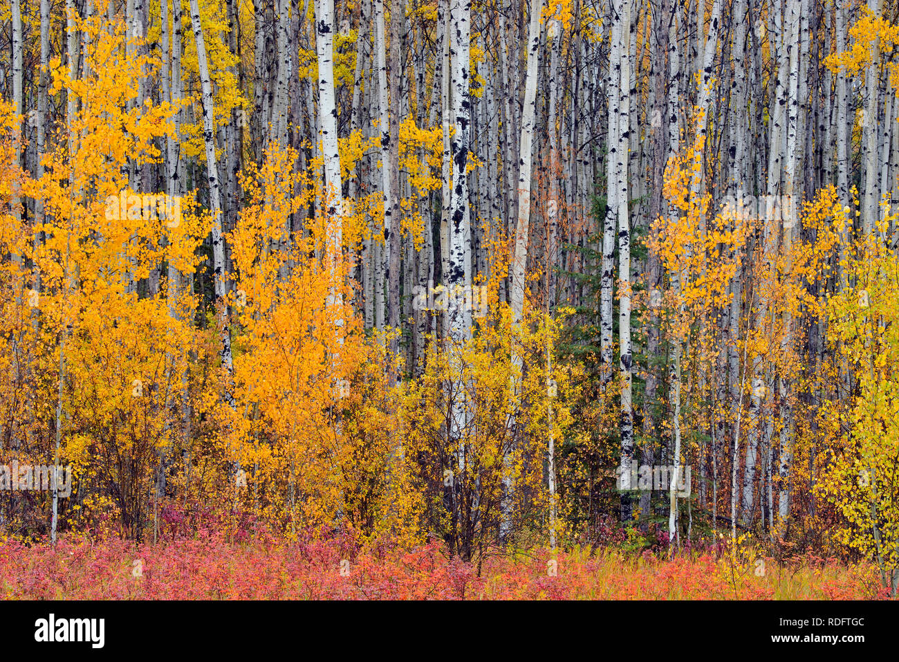 Prairie Fall Colours High Resolution Stock Photography and Images - Alamy