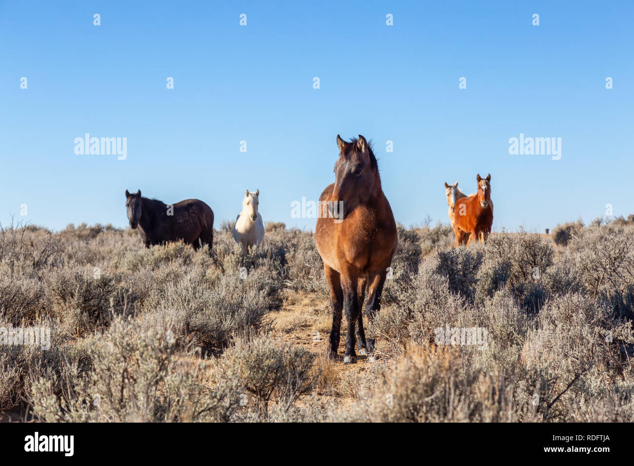Beautiful group of Wild Horses in the desert of New Mexico, United ...