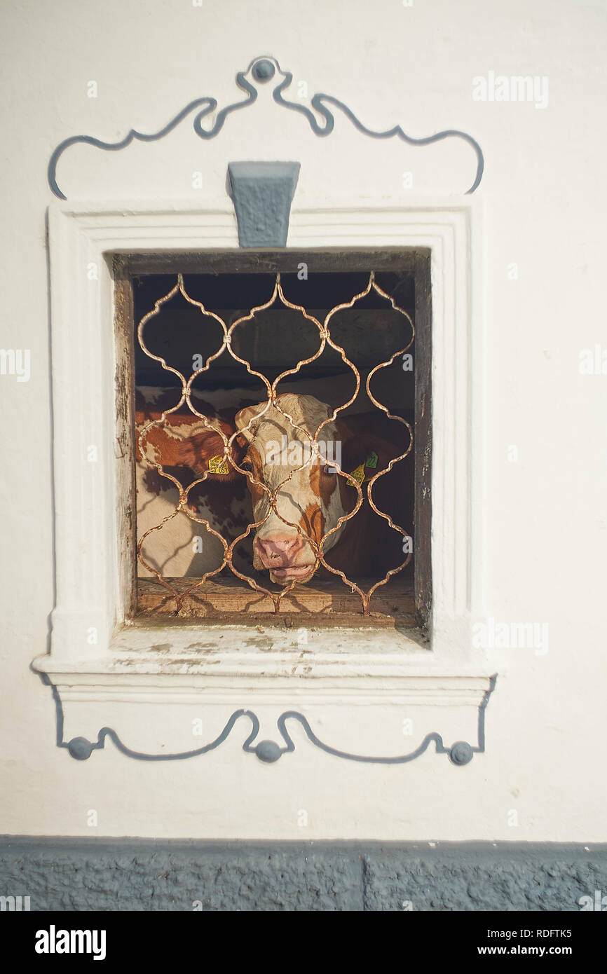 cow in window Stock Photo - Alamy