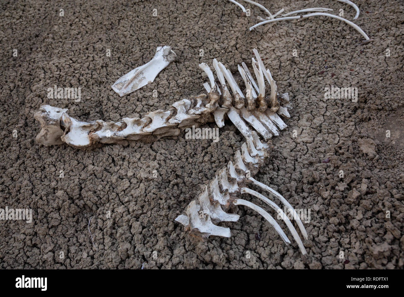 Dead animals bones in desert of New Mexico, United States of America ...