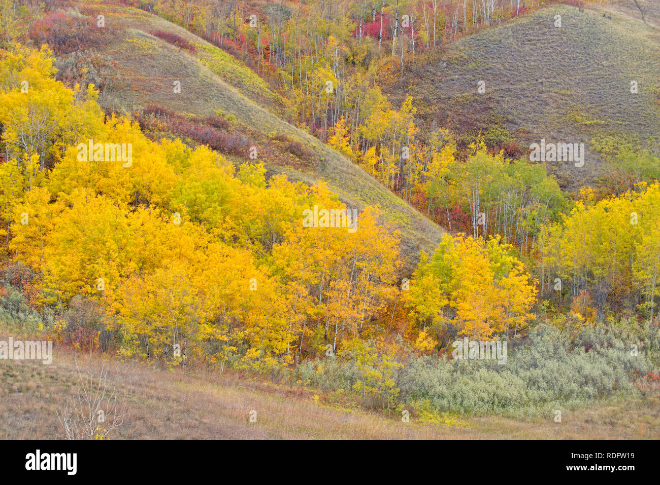 Peace river alberta hi-res stock photography and images - Alamy