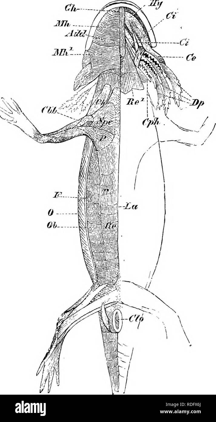 Anatomy Of Rat Musculature Ventral View Zoology
