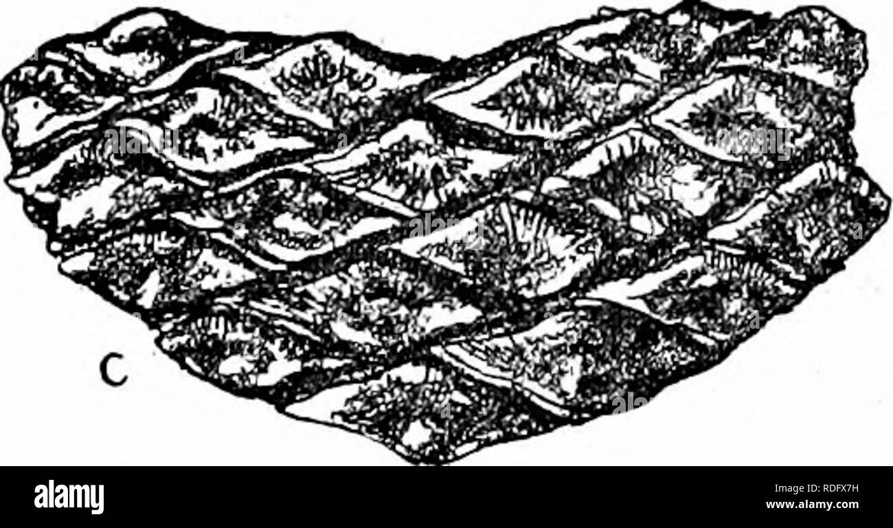 . Catalogue of the Mesozoic plants in the Department of geology ...