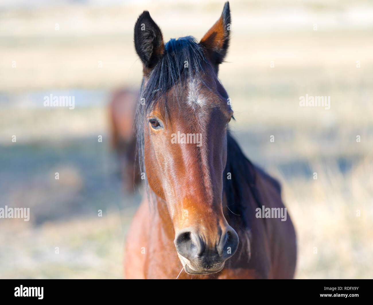 Wild Mustang Horse In Nevada High Resolution Stock Photography and ...