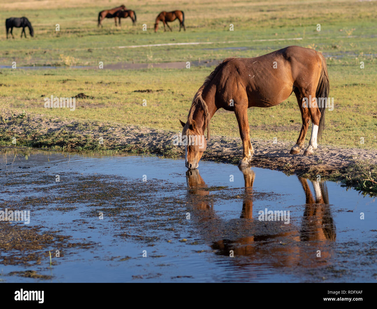 Wild Mustang Horse In Nevada High Resolution Stock Photography and ...