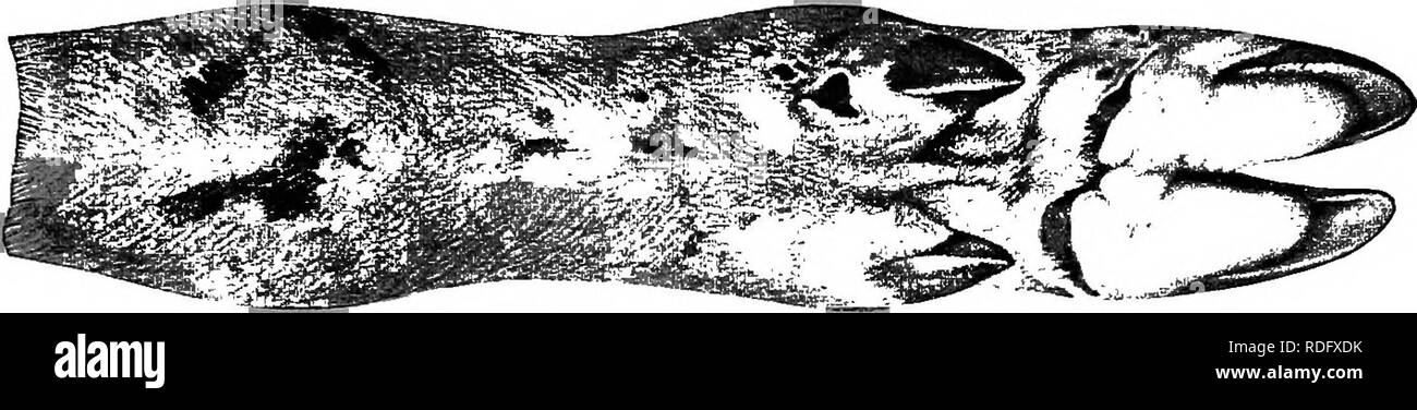 . The pathology and differential diagnosis of infectious diseases of ...