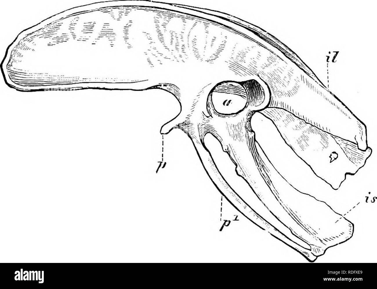 Pubic pubes hi-res stock photography and images - Alamy