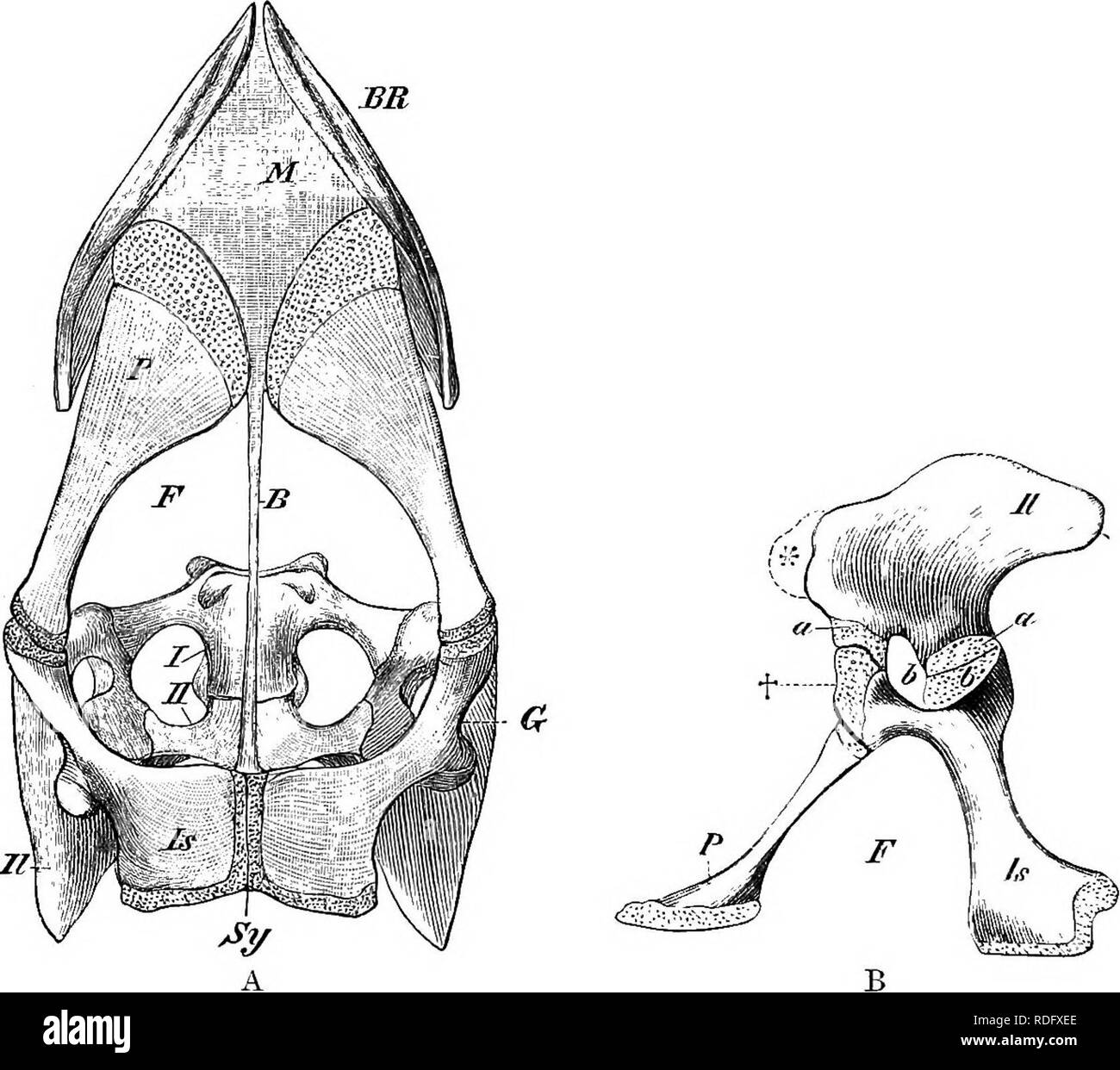 . Elements of the comparative anatomy of vertebrates. Anatomy ...