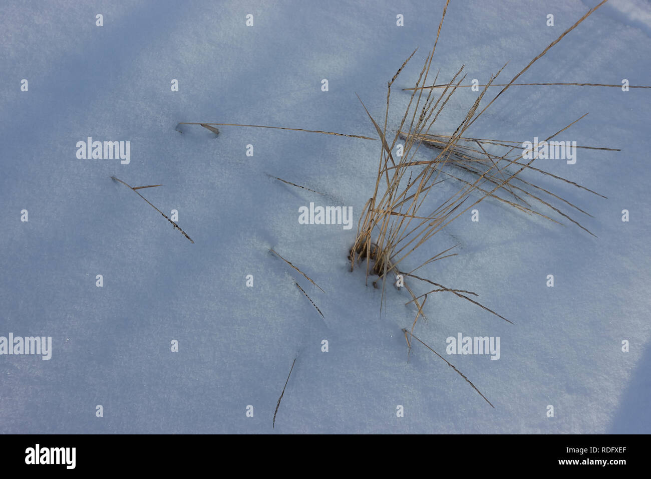 Hay sticking out of fresh fallen snow Stock Photo - Alamy