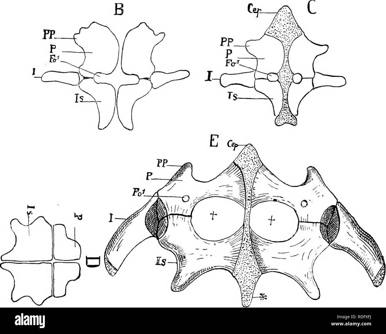 . Elements of the comparative anatomy of vertebrates. Anatomy ...