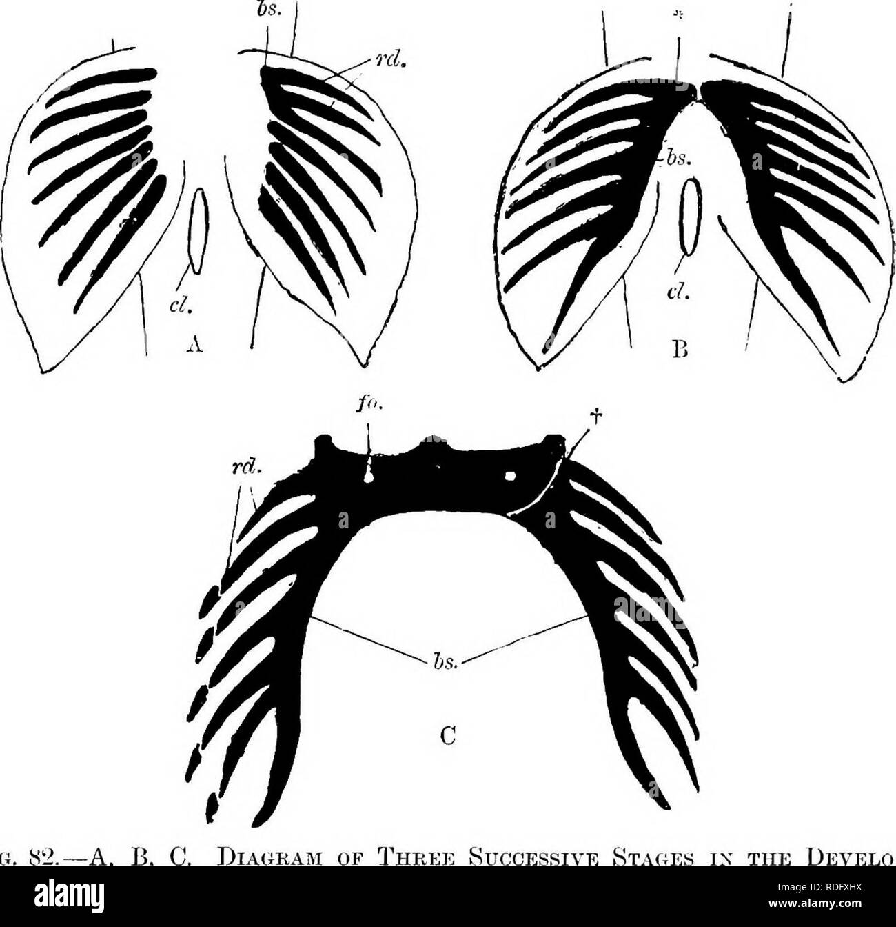 . Elements of the comparative anatomy of vertebrates. Anatomy ...