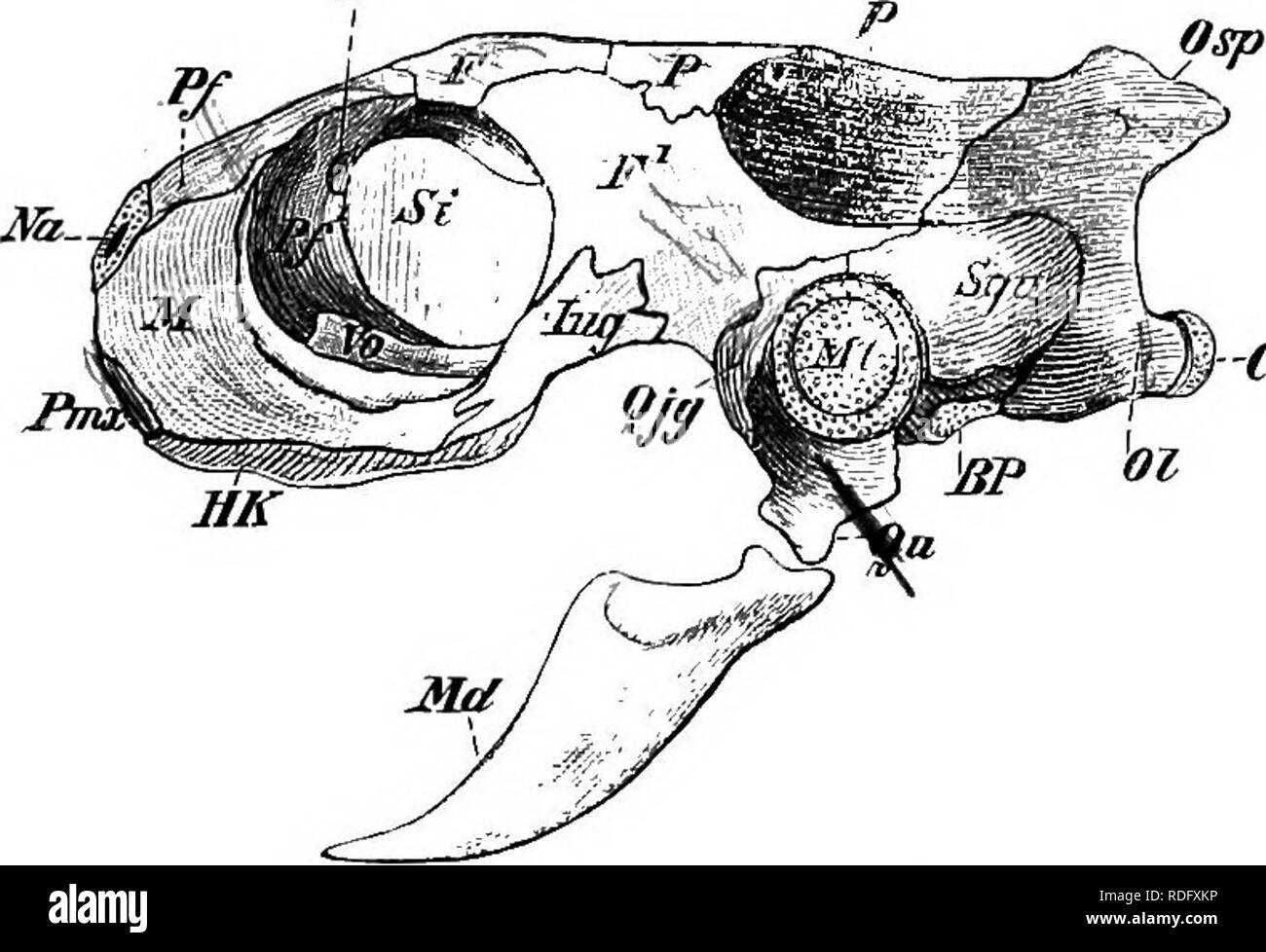 Paired parietal bones hi-res stock photography and images - Alamy
