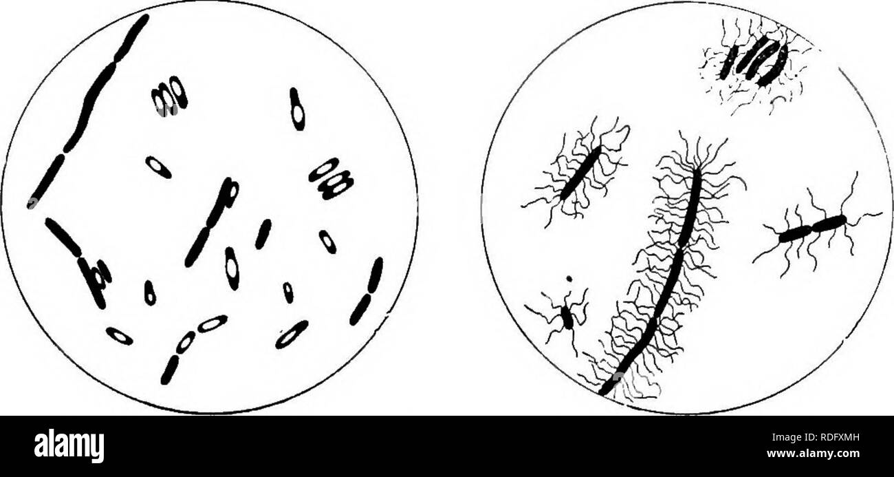 . The pathology and differential diagnosis of infectious diseases of ...