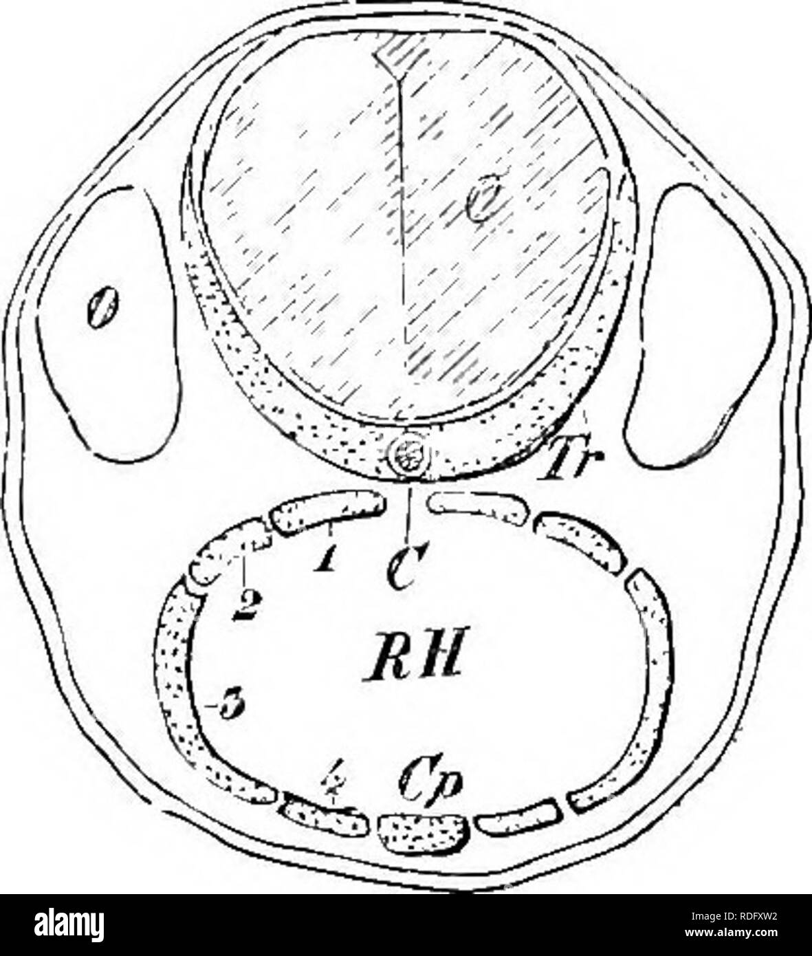 . Elements of the comparative anatomy of vertebrates. Anatomy ...