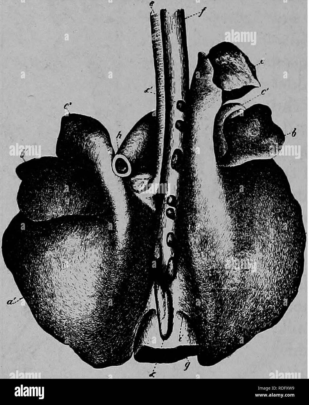 Animal testicles Black and White Stock Photos & Images - Alamy