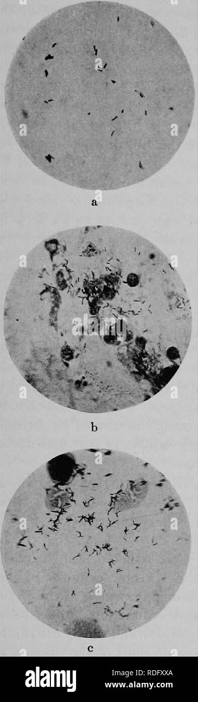 . The pathology and differential diagnosis of infectious diseases of ...