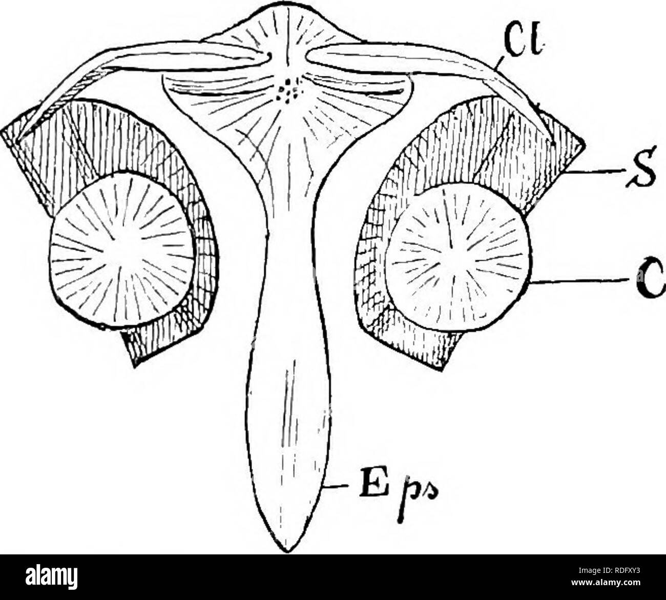 . Elements of the comparative anatomy of vertebrates. Anatomy ...