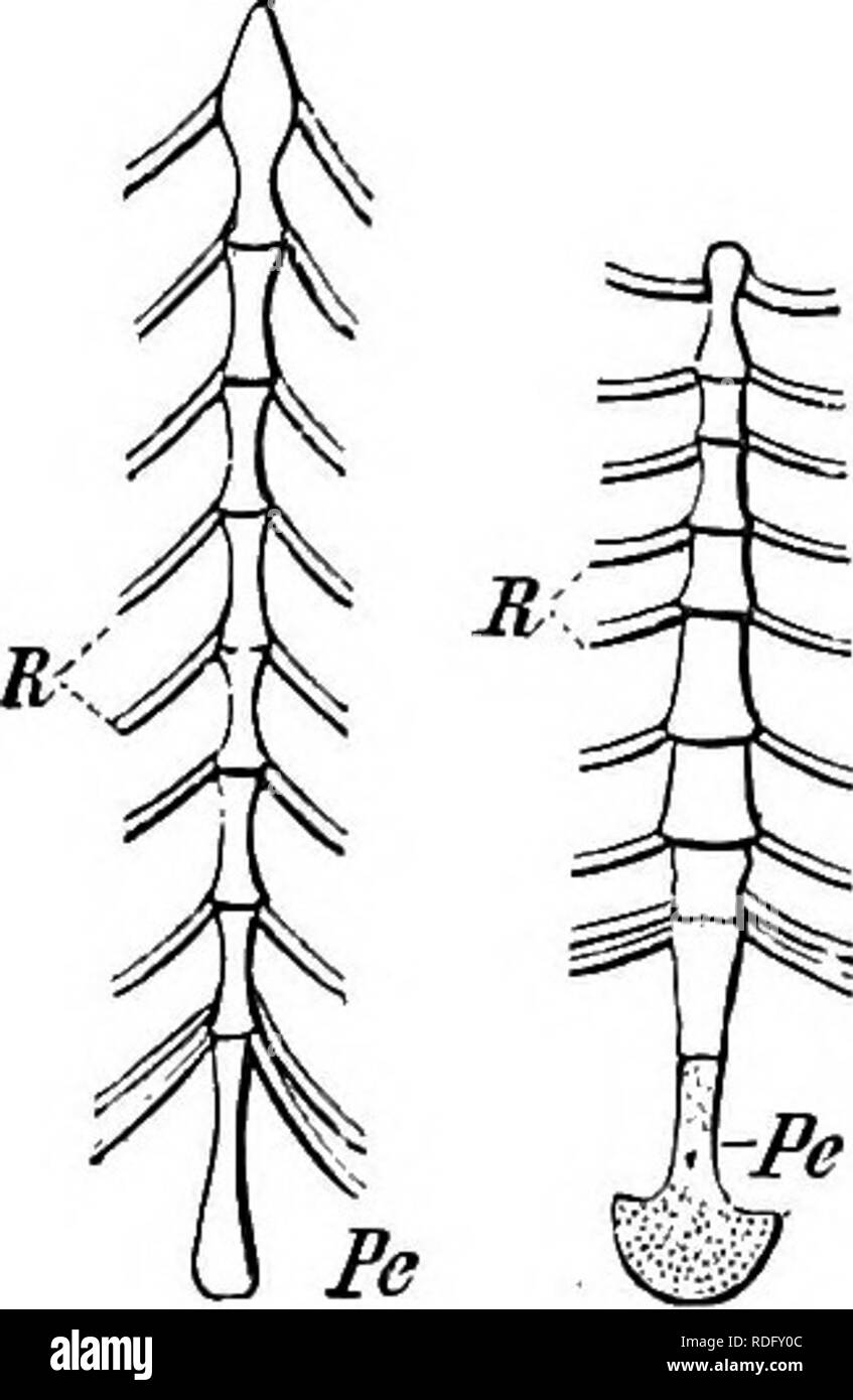. Elements of the comparative anatomy of vertebrates. Anatomy ...