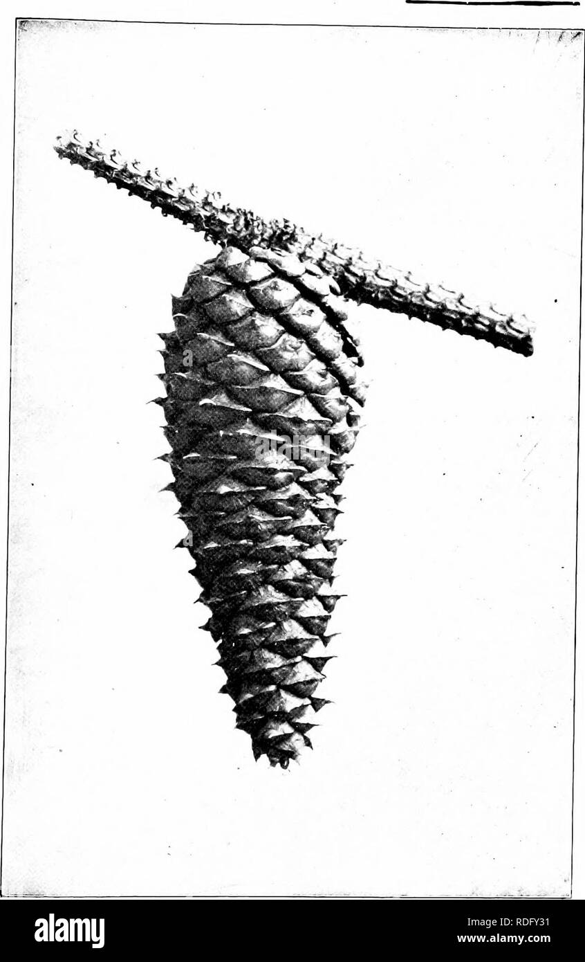 Pinus taeda l Black and White Stock Photos & Images - Alamy