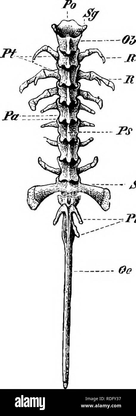 Three salamanders hi-res stock photography and images - Alamy