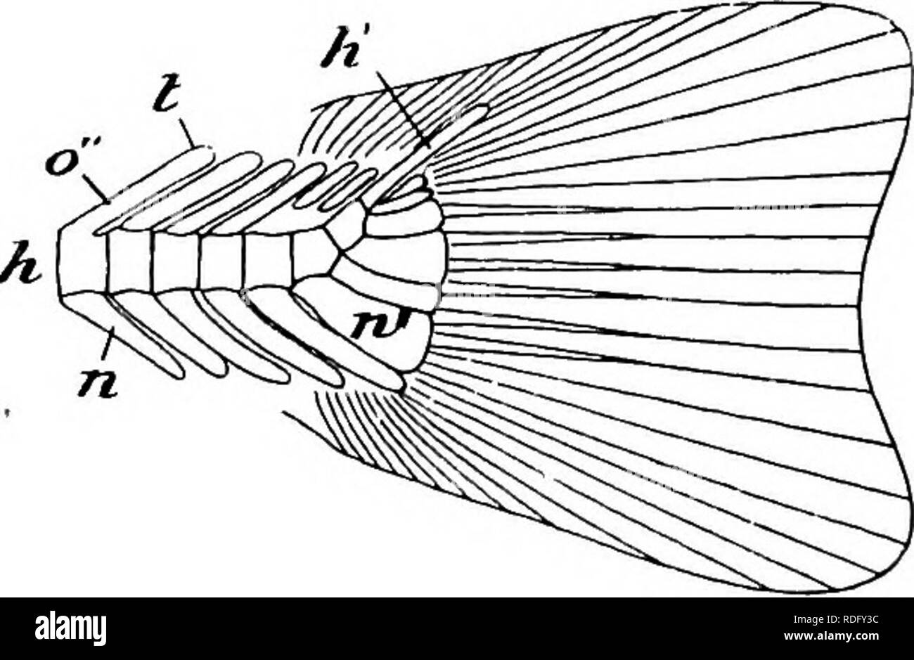 . Elements of the comparative anatomy of vertebrates. Anatomy ...