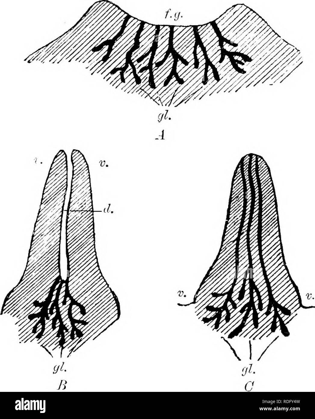 Milk gland anatomy Black and White Stock Photos & Images - Alamy