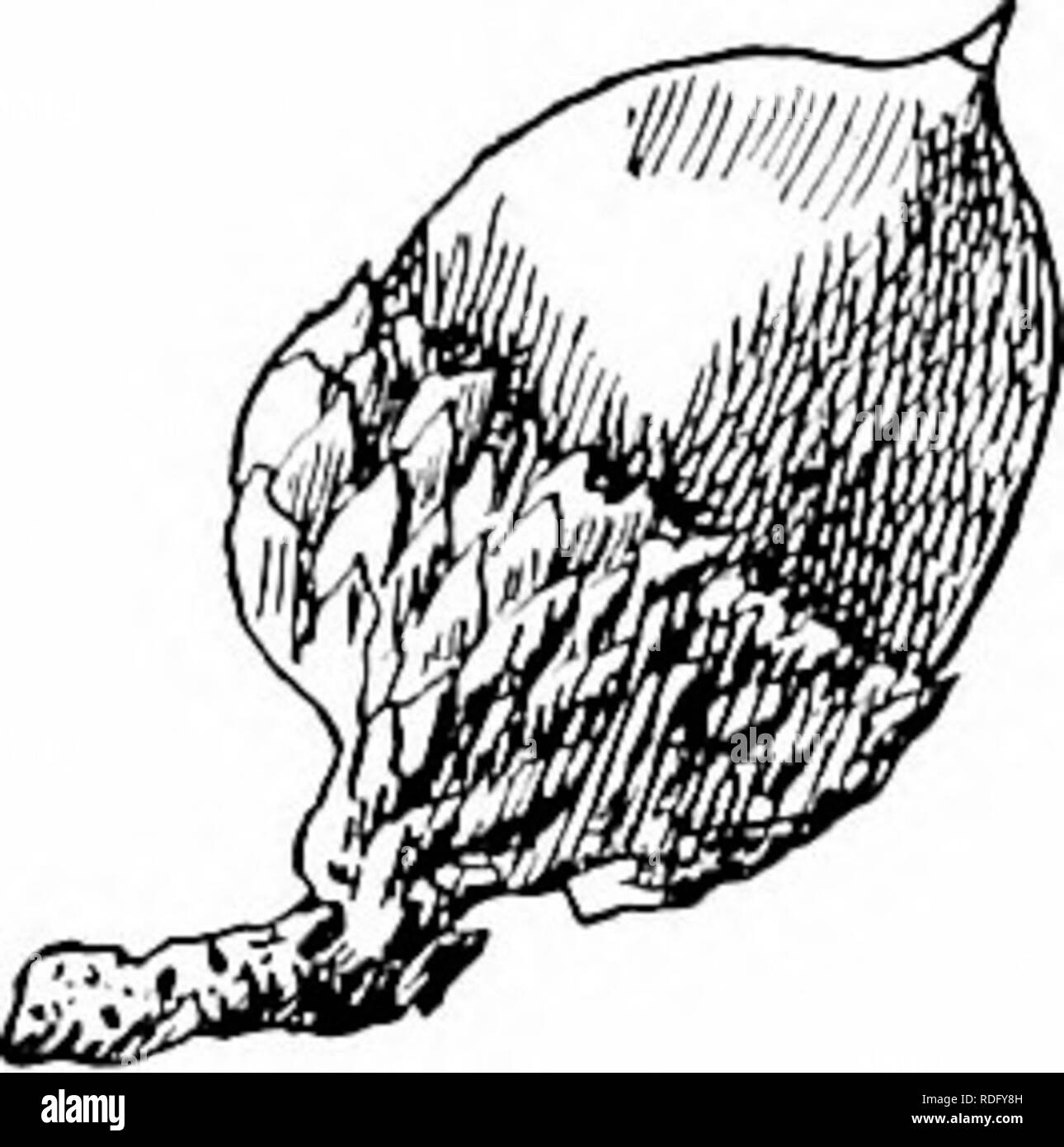 Native deciduous woodland on Black and White Stock Photos & Images - Alamy