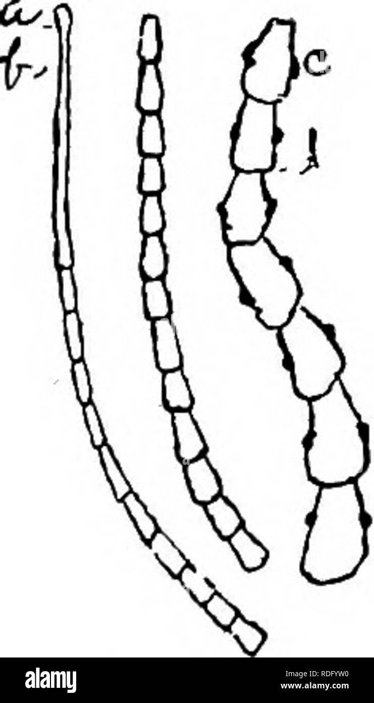 . Animal parasites and parasitic diseases . Domestic animals ...