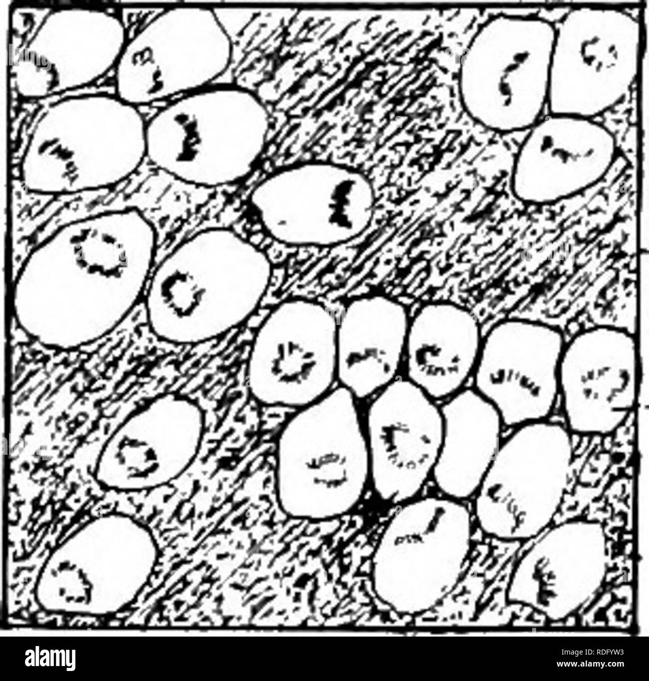 . Animal parasites and parasitic diseases . Domestic animals ...