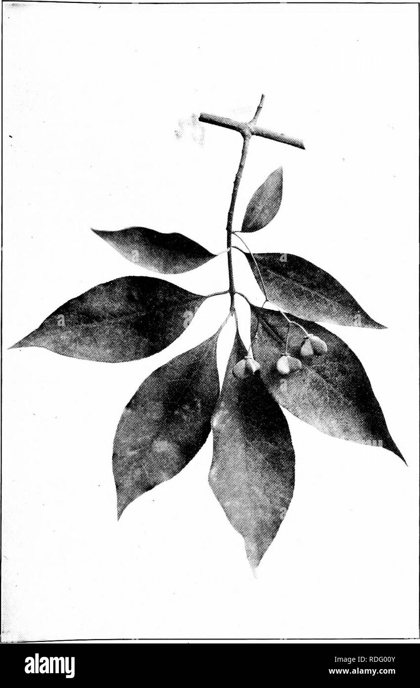 Original burning bush Black and White Stock Photos & Images - Alamy