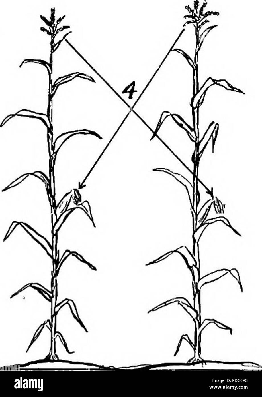 Kafir corn hi-res stock photography and images - Alamy