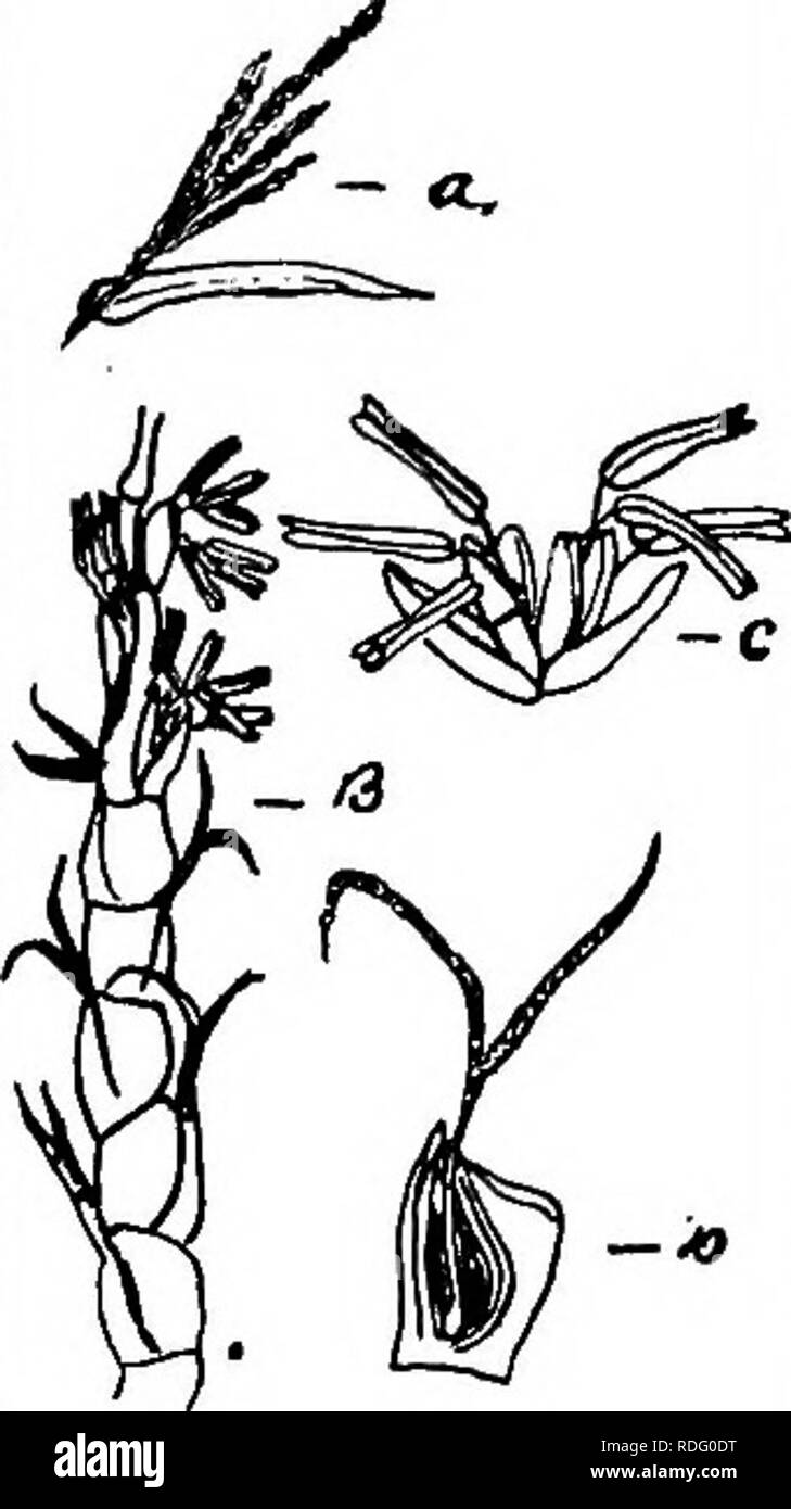 Kafir corn hi-res stock photography and images - Alamy