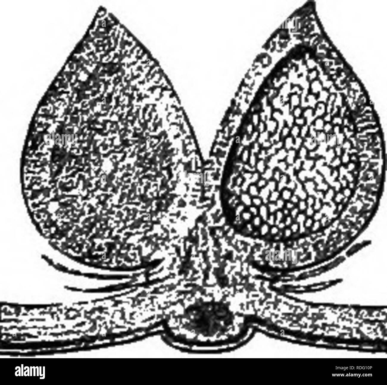 . Heredity and evolution in plants. Heredity; Plants. vSrvw^ Fig. 90 ...