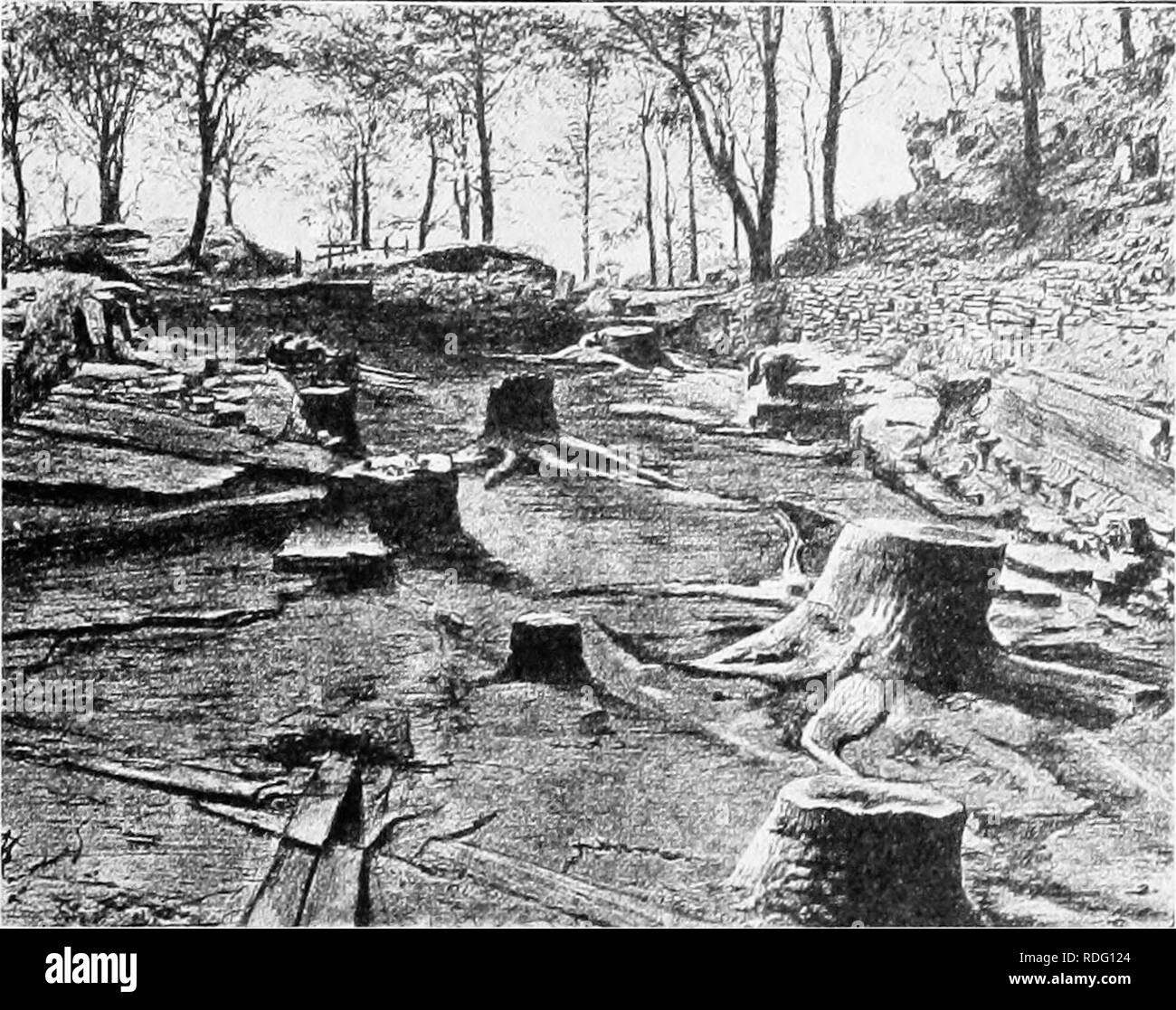 Fossil tree stumps hi-res stock photography and images - Alamy