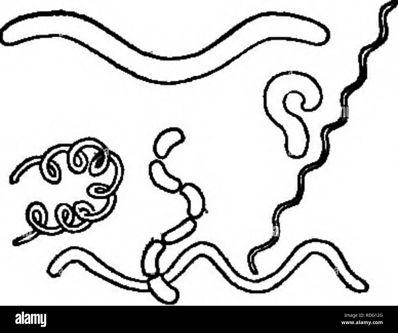 Classification of bacteria hi-res stock photography and images - Alamy