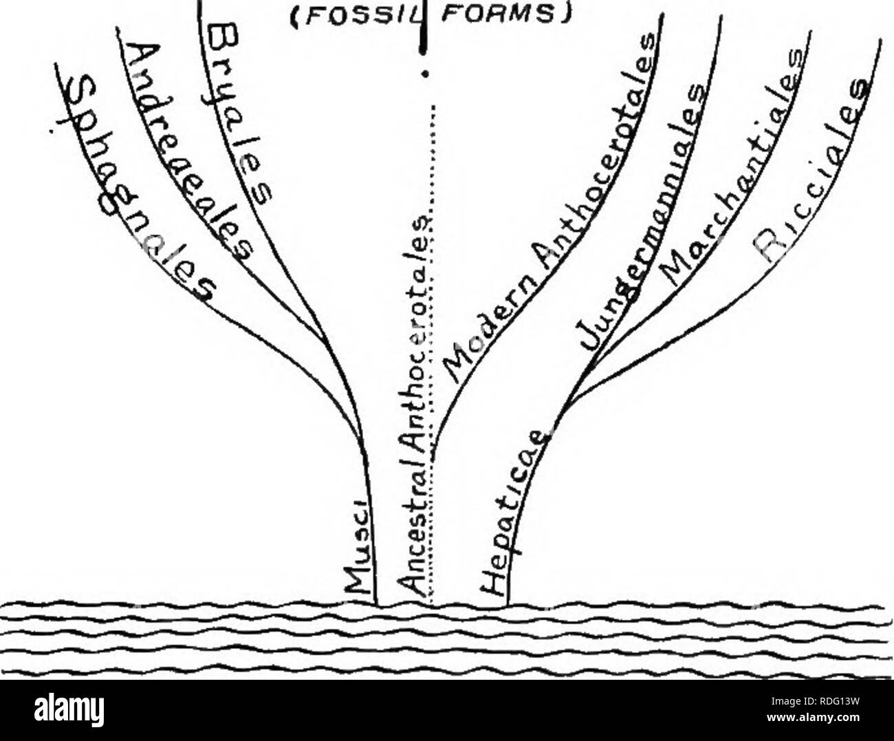 . Heredity and evolution in plants. Heredity; Plants. FILICAL£^ STOCK ...