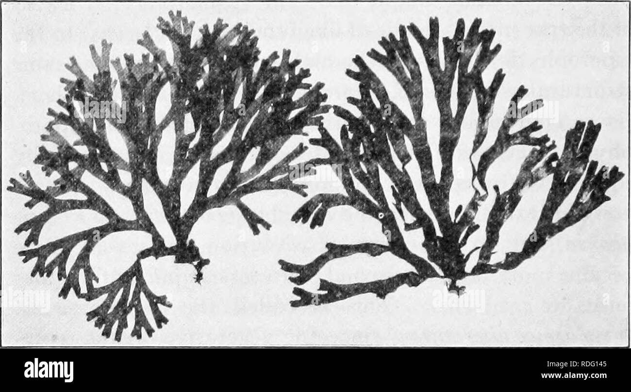 Dictyota Black and White Stock Photos & Images - Alamy