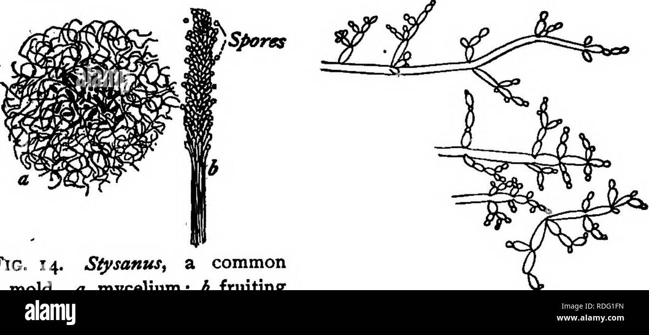 Molds Fungi Diagram